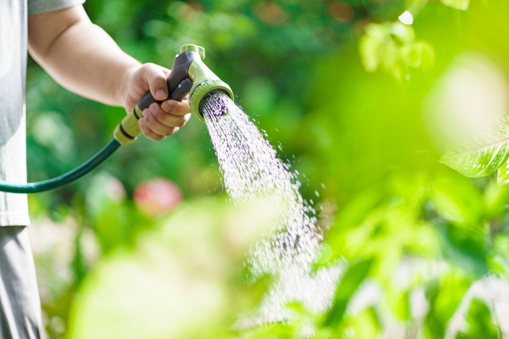 Proper Plant Watering in Early September: Tips for Louisiana Gardeners